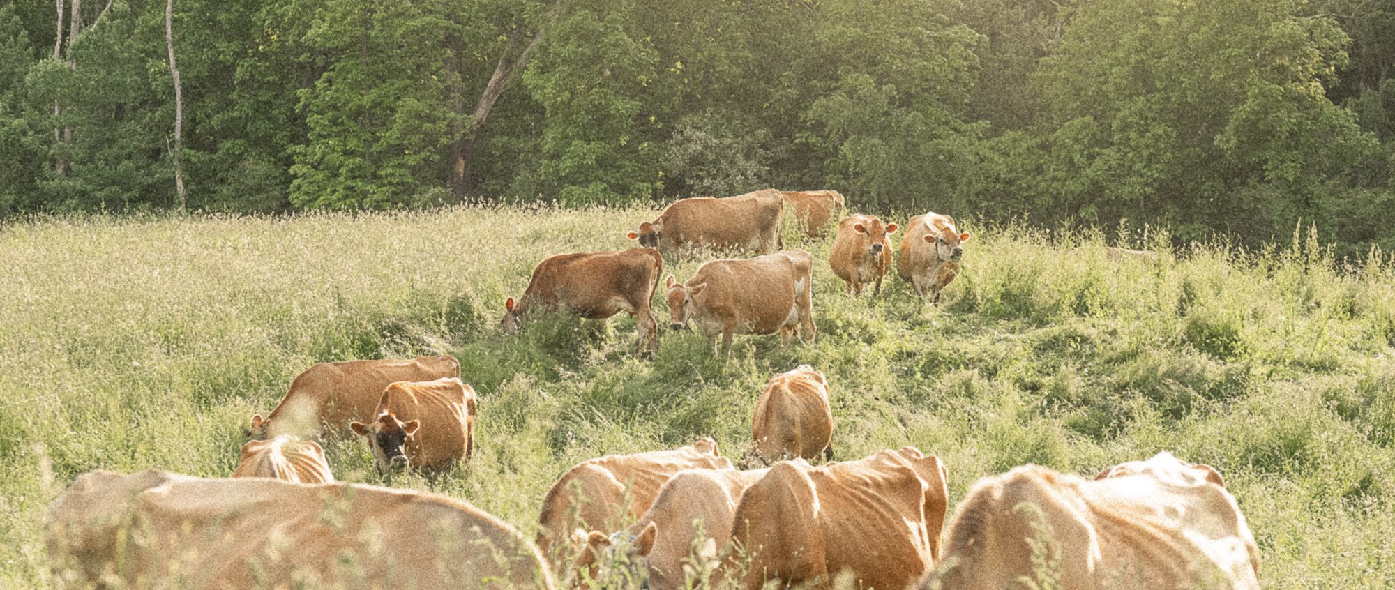 About – Baldwin Brook Farm | CT Raw Milk Dairy Farm