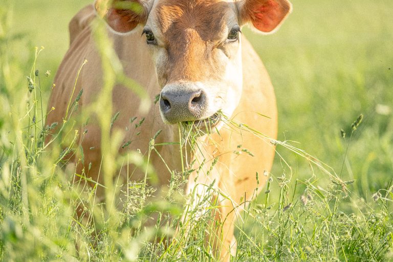 About – Baldwin Brook Farm | CT Raw Milk Dairy Farm